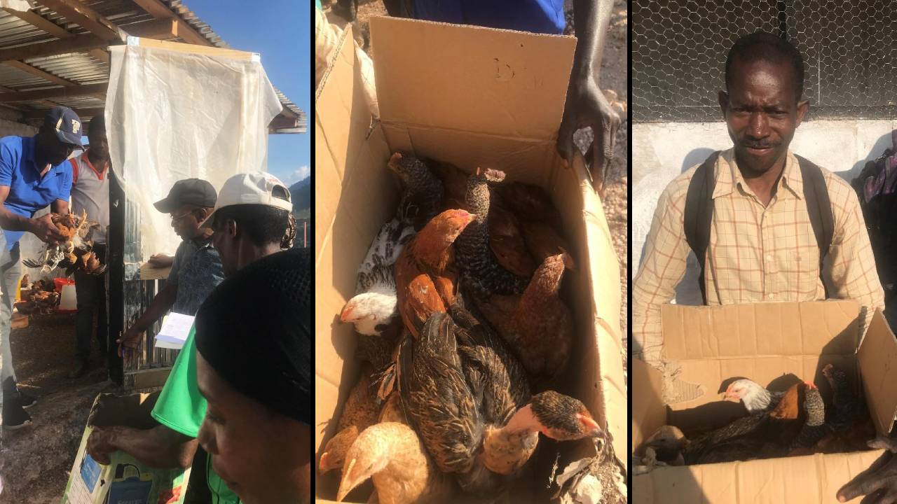 Chicken Breeding Project in Haiti