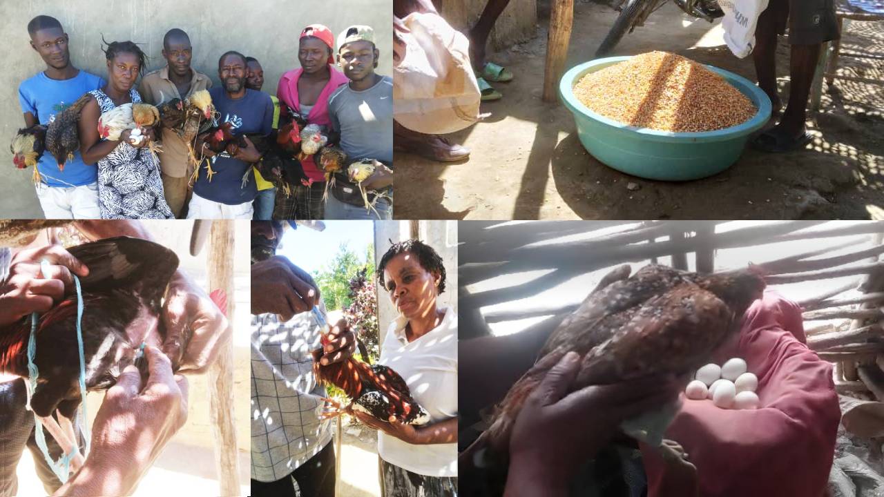 Chicken Distribution Program in Haiti